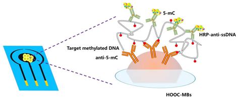 Biosensors Free Full Text Electrochemical Biosensors For