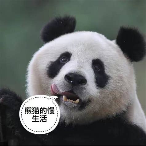 Pandalove Panda Pandas Pandabear Pandalover Pandalife