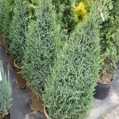 Juniperus Chinensis Mountbatten Chinese Juniper Siteone