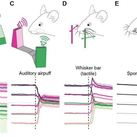 Tactile But Not Auditory Stimulation Specifies Saccade Endpoint A D