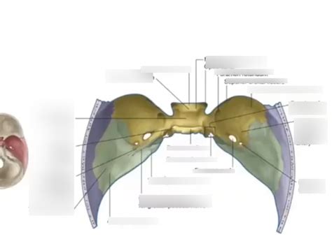 Middle Cranial Fossa Diagram Quizlet