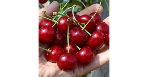 Meggy Oszlopos Szabadgyökerű Prunus Cerasus Jachim 100125 Cm