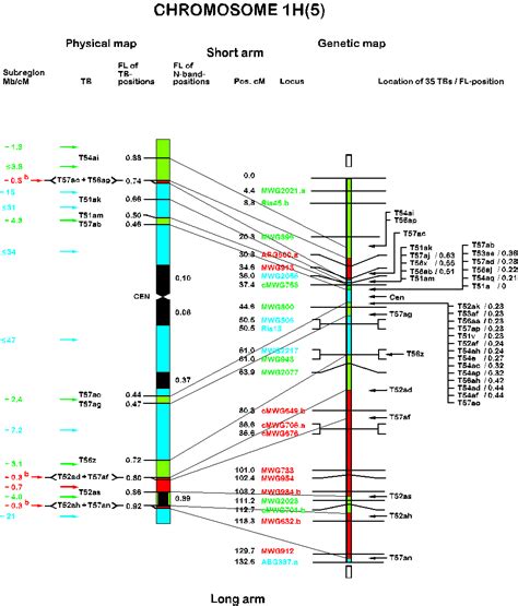Physical Chromosome Mapping Chromosome Mapping Physical Physical Mapping Genetics