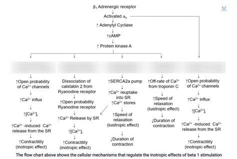 Bio 461 Inotropy And Chronotropy Diagram Quizlet