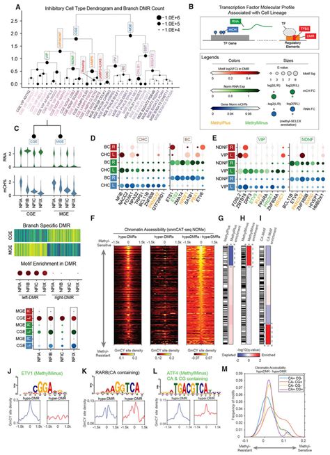 Dmr Phylogeny And Transcription Factor Hierarchy In The Human Cortex