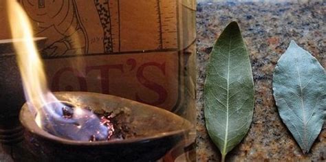 რატომ უნდა დავწვათ დაფნის ფოთოლი სახლში ეს აუცილებლად უნდა იცოდეთ ნახეთ პირველ