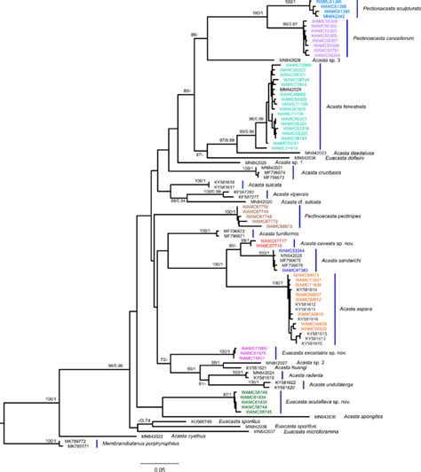 maximum likelihood ml tree based on coi dataset tips are labelled