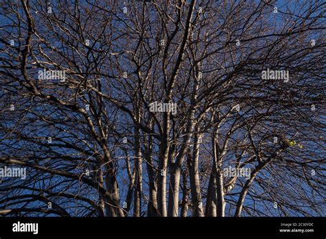 A Nature Of Winter Trees Without Leaves After Autumn Season In Oamaru New Zealand Stock Photo