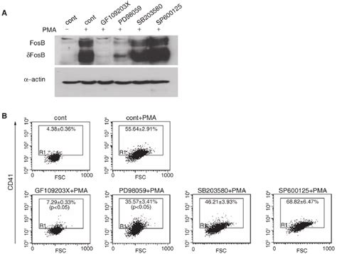 Fosb Induction Is Pkc Mek Erk Signaling Pathway Dependent A