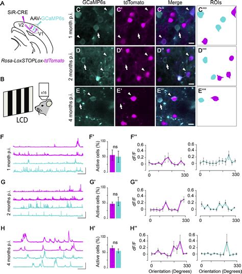 Life Long Genetic And Functional Access To Neural Circuits Using Self Inactivating Rabies Virus