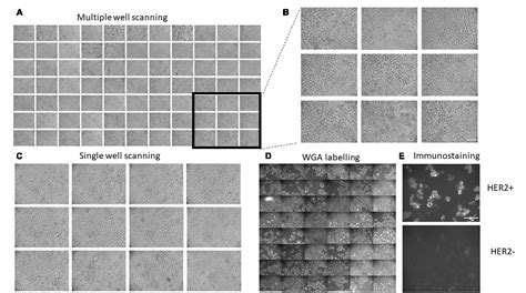 Figure 2 From An Open Source Framework For Automated High Throughput