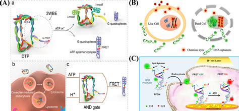Aptamer‐based Cancer Cell Analysis And Treatment Wu 2022