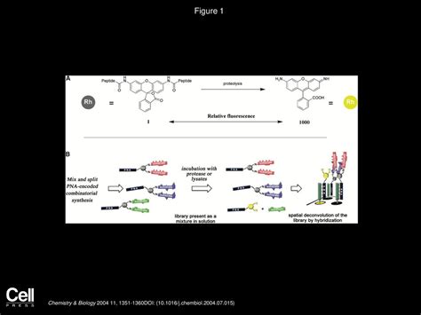 Pna Encoded Protease Substrate Microarrays Ppt Download