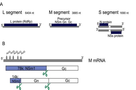 Genome And Expression Strategies Of Rvfv A Schematic Representation