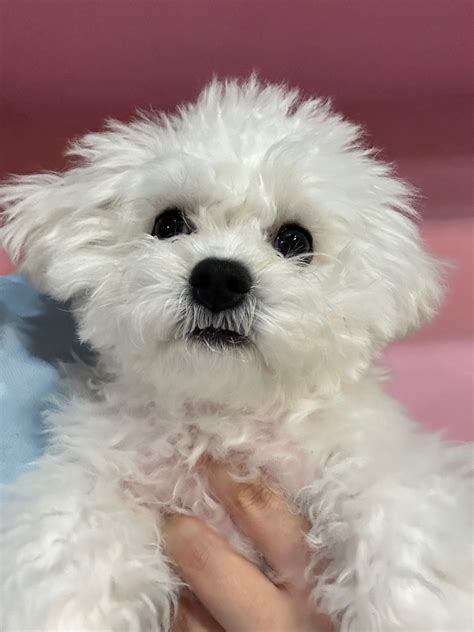 미니비숑 루이 강아지 책임분양 ♥ 아이조아 유기방지입양 파양 강아지보호소 고양이보호소 무료분양센터