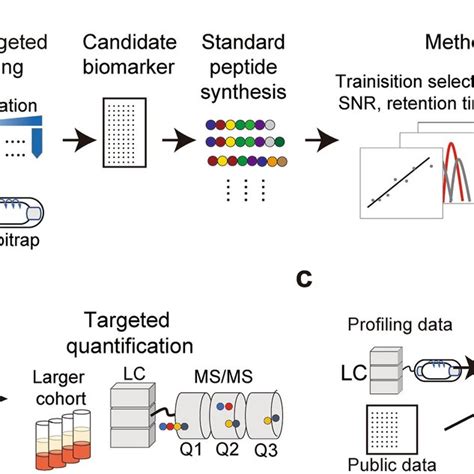 Schematic Diagram Showing Process Of Discovery And Validation Of