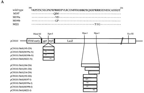 A Schematic Diagram Of Chimeric Bel1 Gal Expression Vectors The