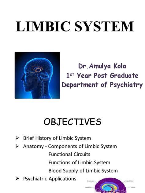 limbic system ppt by amulya pdf limbic system hippocampus