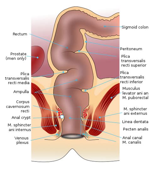 Rectum Wikiwand