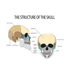 Sphenoid Vector Images