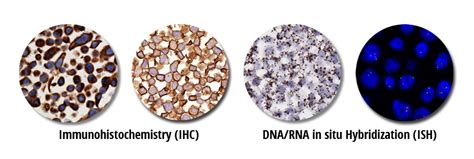 A Flx™ Ffpe Cell Pellet Services Acepix Biosciences