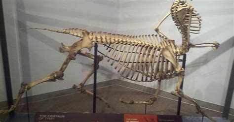 centaur skeleton at my local wild life museum imgur