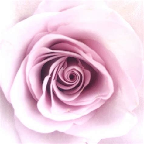 Beautiful Memory Lane Rose From My Local Florist