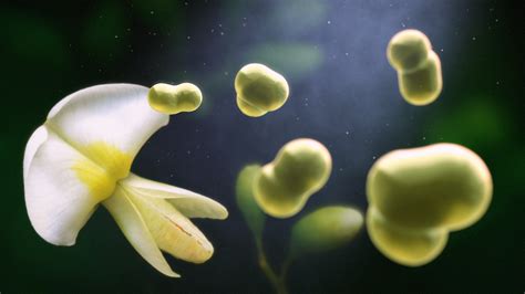 Indena Phytosome™ Adv