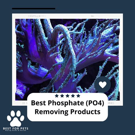The 6 Best Phosphate Po4 Removing Products