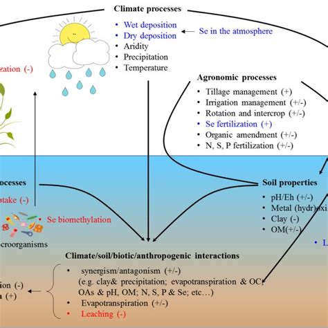 PDF Bioavailability Of Selenium In Soil Plant System And A Regulatory