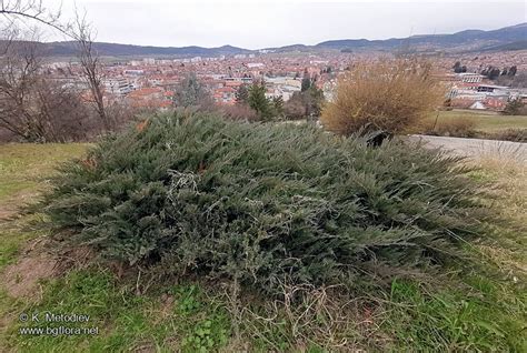 Juniperus Sabina Picture 4 The Bulgarian Flora Online