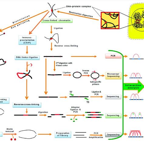 An Overview Of The Chromatin Conformation Capture 3c And Its