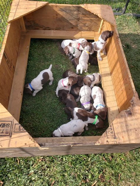 German Shorthaired Pointer Dogs And Puppies For Rehoming Red Deer