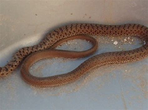 Leptotyphlops Carlae