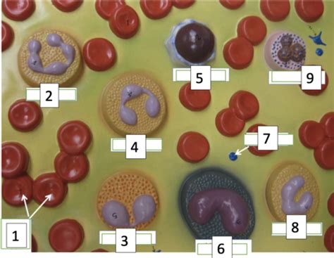 Kin 272 Lab Practical 1 Flashcards Quizlet