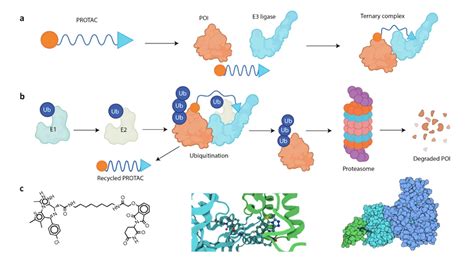 The Future Of Drug Design How Machine Learning Is Revolutionizing Protac Development Cbirt