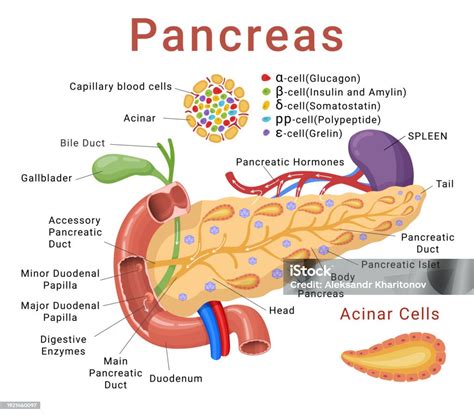 췌장 인포 그래픽 의료 체계 해부학 단면 모델 이름 등각 투영 벡터 췌장에 대한 스톡 벡터 아트 및 기타 이미지 췌장 세포 해부학 Istock