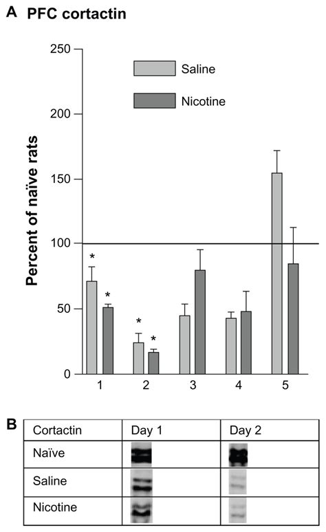 a prefrontal cortex cortactin levels 3 hours following each of 5 days