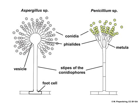 Different Types Of Reproduction In Fungi Your Learning Point