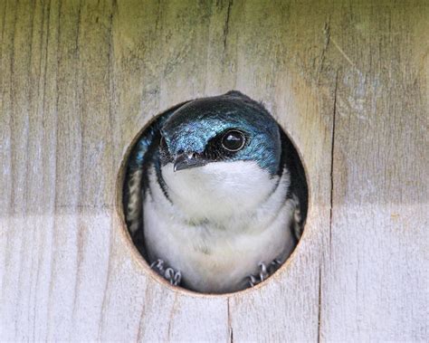 Tree Swallow In Nest Box Photograph By Jennie Marie Schell Pixels