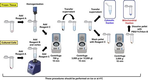 Mitochondria Isolation Kit For Cultured Cells At Melissa Wolf Blog