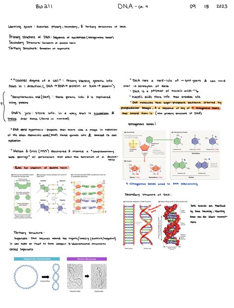 Lecture 1 DNA DNA Bio 211 DNA On 4 09 18 2023 Learninggoals Describeprimary Secondary Studocu