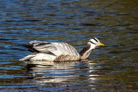 The Bar Headed Goose Anser Indicus Seen In English Garden In Munich