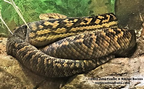 Australian Scrub Python Simalia Kinghorni