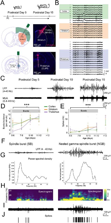 Bursts Of Activity In The Basal Ganglia Increase During Early Postnatal