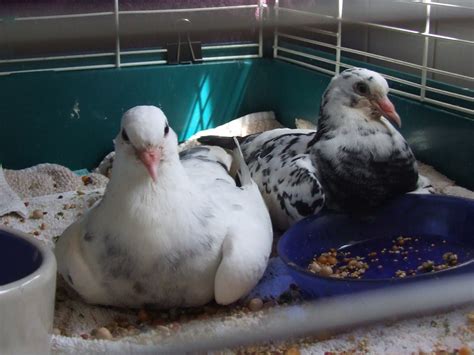 The Rescue Report Jake And Candy