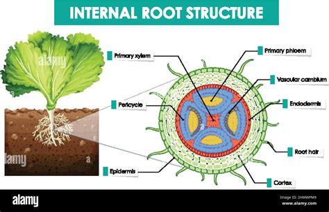 Diagram Showing Internal Root Structure Illustration Stock Vector Image Art Alamy