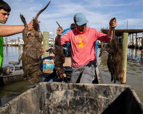 As Marshes Die Nutria Chew Into Louisianas Cypress Swamps