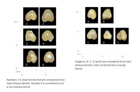 Wheat The Maltster Perspective Brewing With Briess
