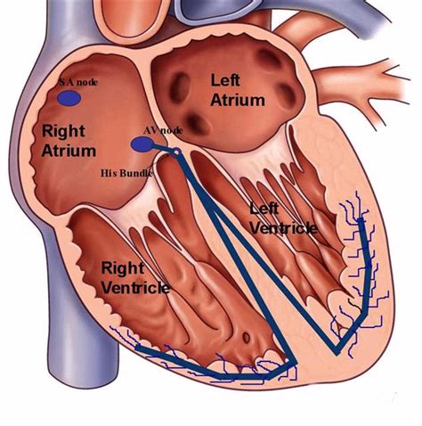 Treatment For Atrioventricular Av Block In Washington Dc And Maryland